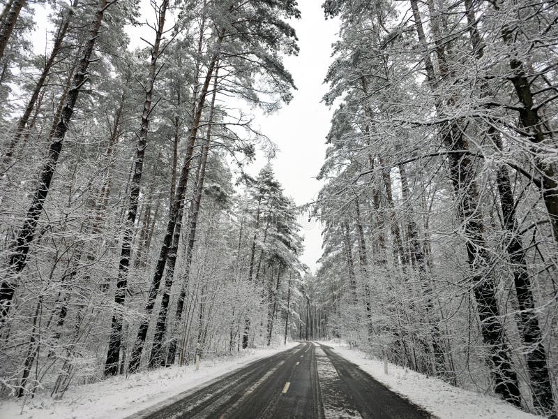Lithuanian Forest at Winter Stock Image - Image of europe, tall: 301454139