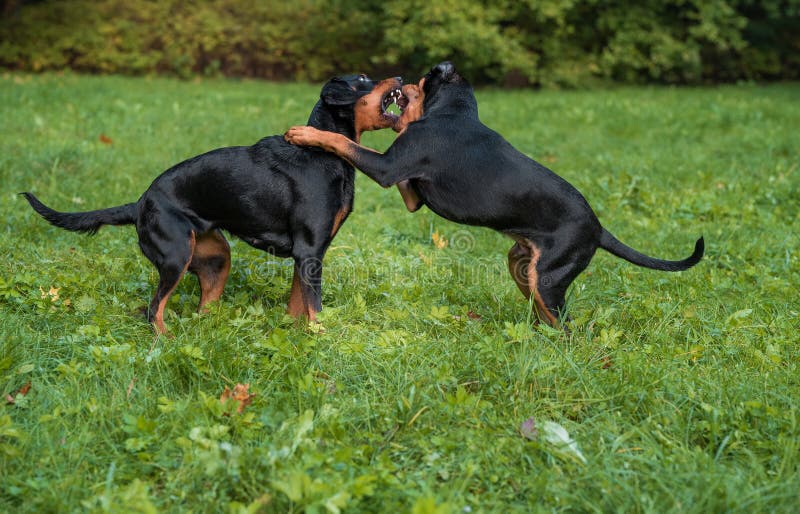 Lithuanian Hound Dogs Playng on the Grass. Stock Photo - Image of puppy ...