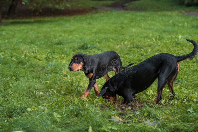 Lithuanian Hound Dogs Playng on the Grass. Stock Image - Image of ...