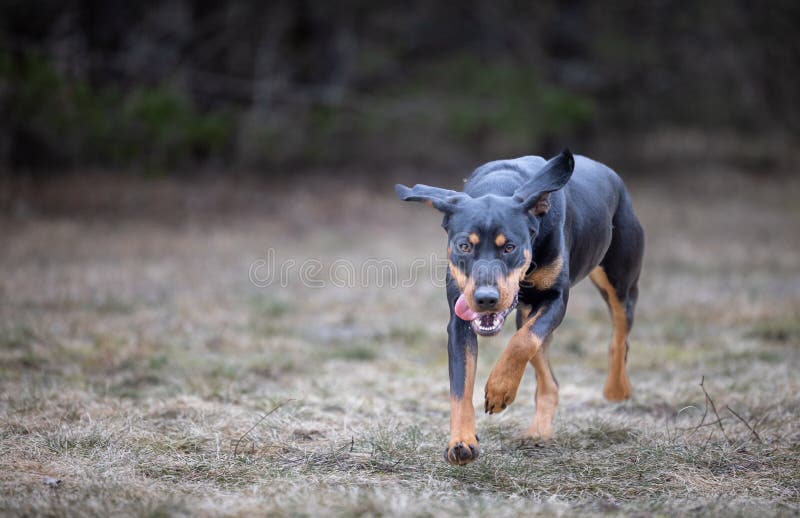 Lithuanian Hounds Dog is Running in the Forest Stock Photo - Image of ...