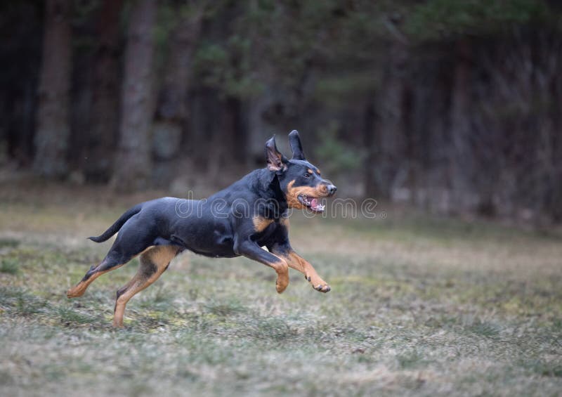 Lithuanian Hounds Dog is Running in the Forest Stock Photo - Image of ...