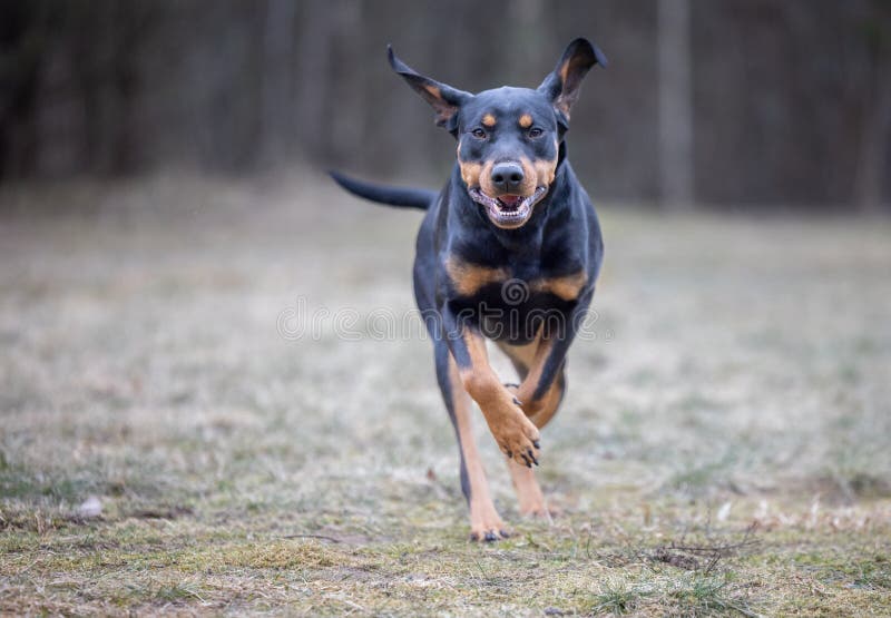 Lithuanian Hounds Dog is Running in the Forest Stock Image - Image of ...
