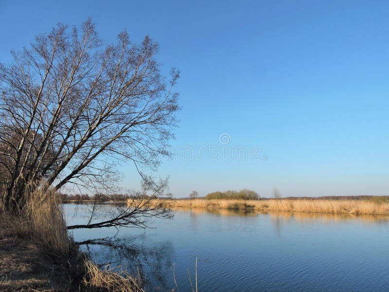 Lithuanian Spring Landscape Stock Image - Image of flora, reed: 51722327