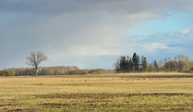 Lithuanian Spring Landscape Stock Image - Image of clouds, tree: 86732885
