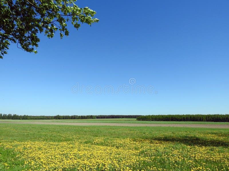 Lithuanian Spring Landscape Stock Image - Image of forest, grass: 92713849