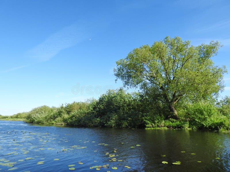 Lithuanian Summer Landscape Stock Image - Image of flower, trees: 93650961