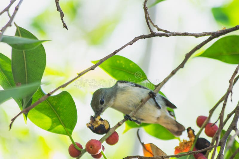 Litle Jungle of the School Keep the Fresh Atmosphare on Earth Stock ...