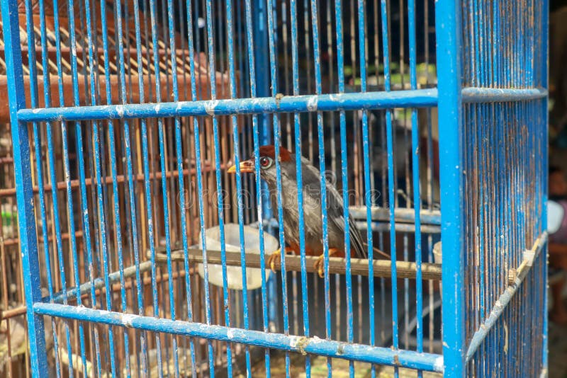 Litle Birds in the Cage. Java, Indonesia Stock Photo - Image of barred ...