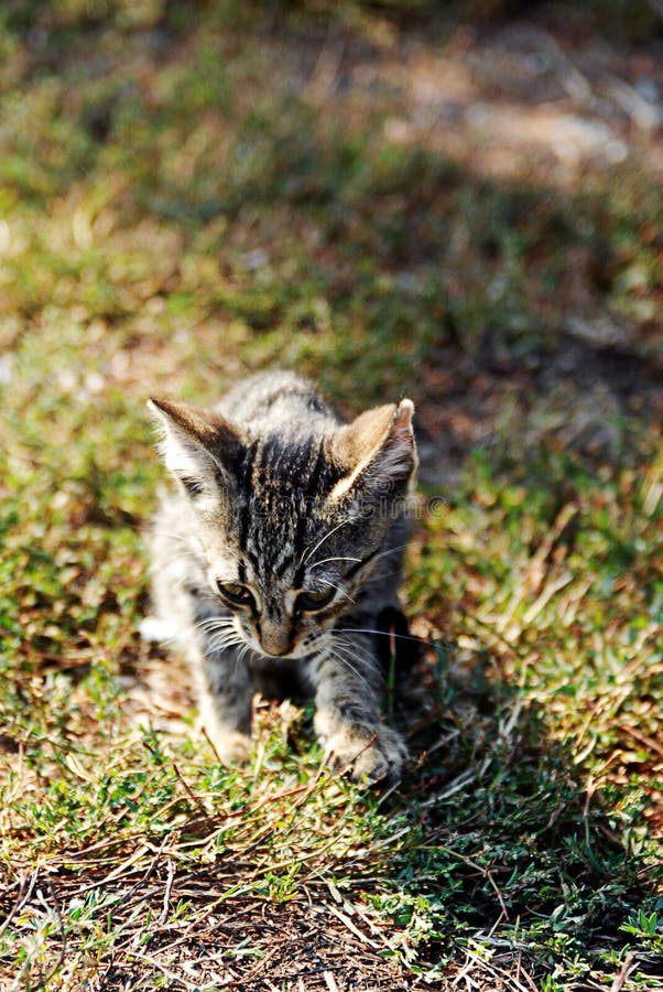 Litle cat stock image. Image of nature, animal, chat - 26711711