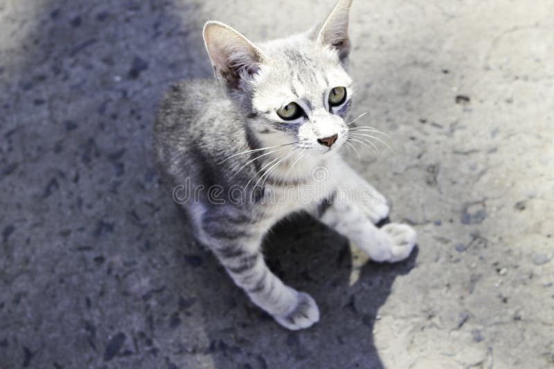 Litle cat stock image. Image of baby, playful, cute, black - 64975909