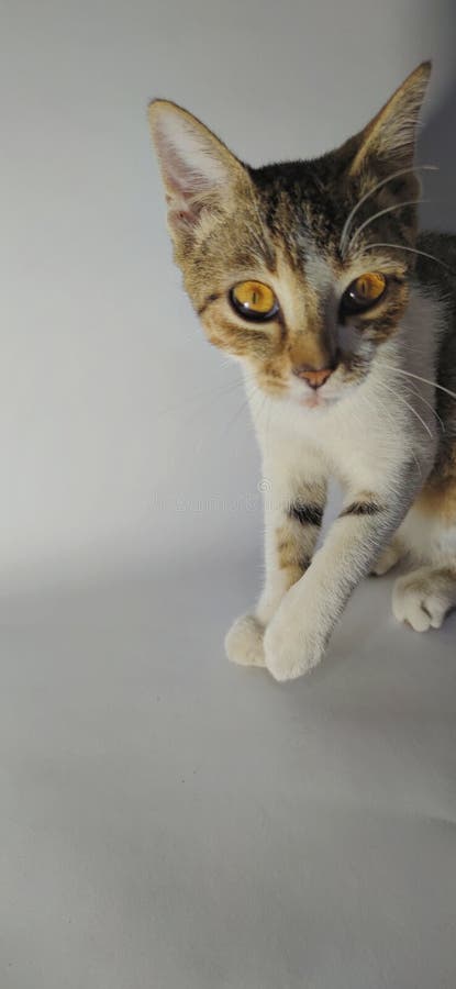 A litle cat look at you stock image. Image of orange - 214546651