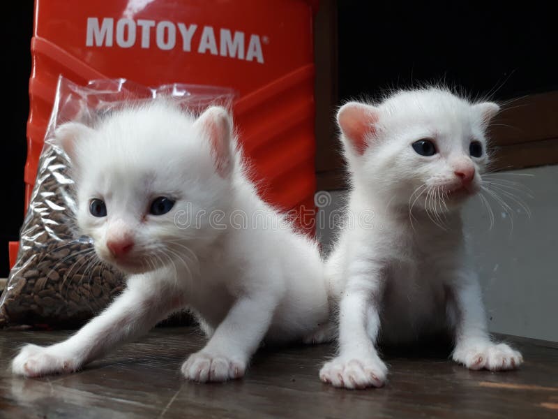 Litle cat in 1 month editorial photo. Image of nose - 223974256