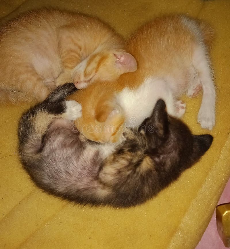 Litle cat sleep stock photo. Image of sleep, skin, puppy - 239161258