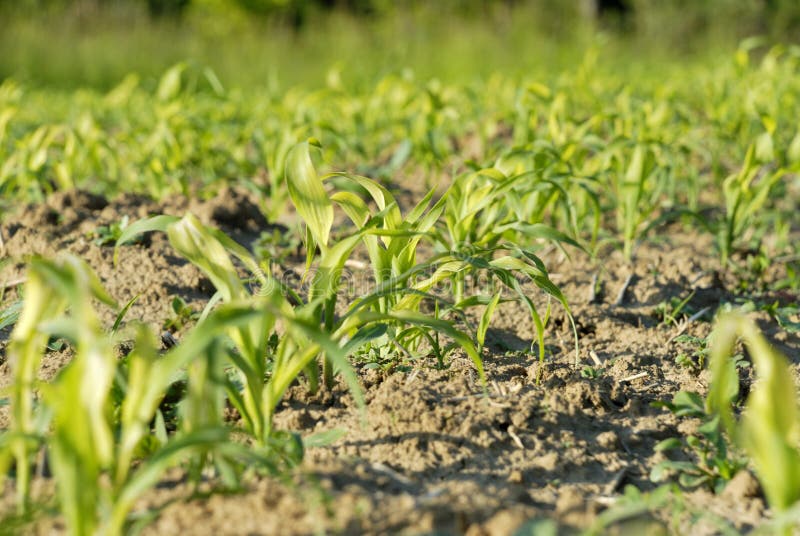 Litle Corn Field Stock Photos - Free & Royalty-Free Stock Photos from ...