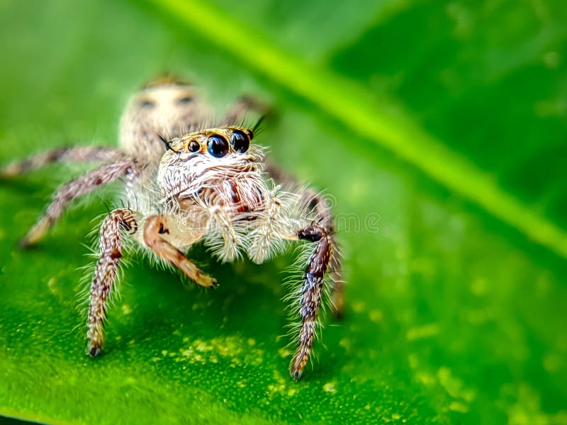 Litle Hairy Spider Stand on the Leaf Stock Photo - Image of creature ...