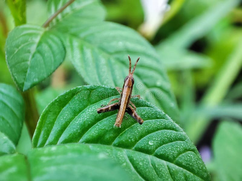 A Litle Insect Walk on Leaves Stock Image - Image of litle, leaf: 262543511