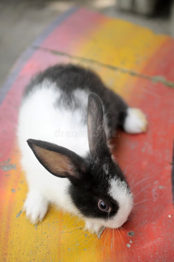 A Litle Rabbit on the Table Stock Image - Image of table, animal: 150718009