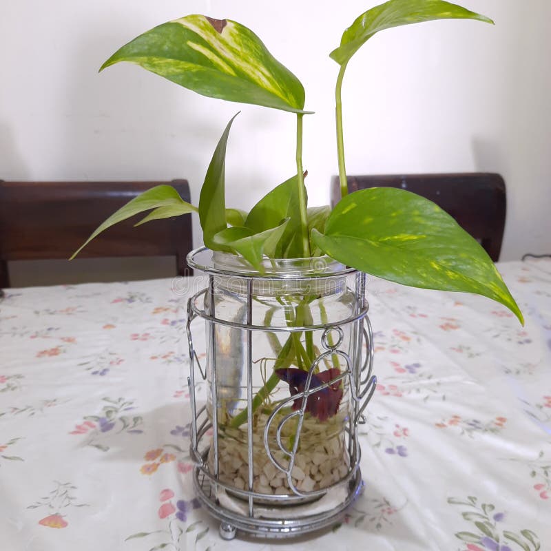 Litle Red Fish and Green Plant in Same Place Stock Photo - Image of ...