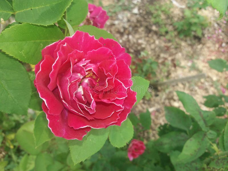 Litle Red rose stock photo. Image of green, rose, rosei - 234201894