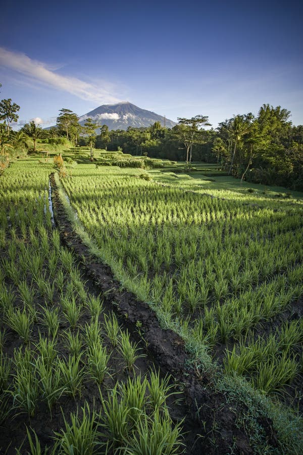 Litle Rice Stock Photos - Free & Royalty-Free Stock Photos from Dreamstime