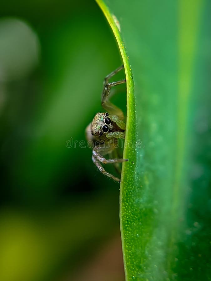 Litle Spider Hiding Behind the Leaf Stock Image - Image of animal ...