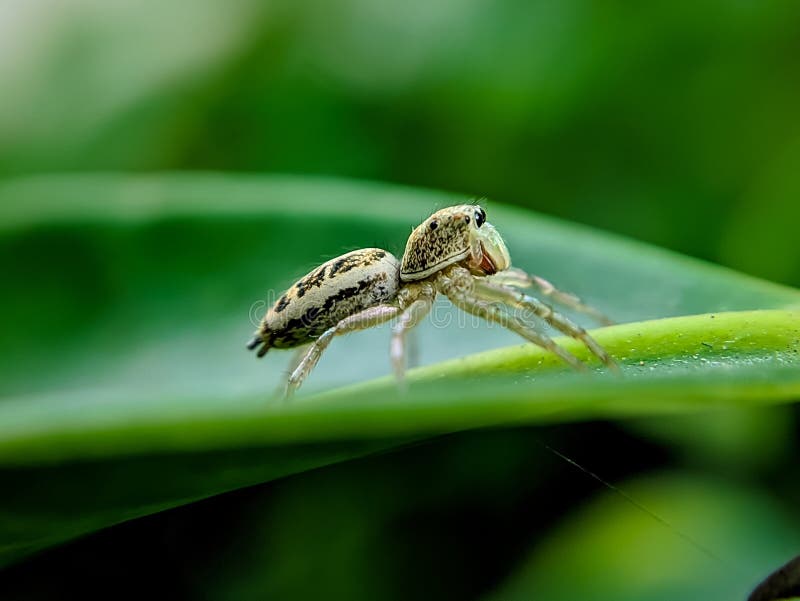 Litle Spider Stand on a Leaves Stock Image - Image of branch, arachnid ...
