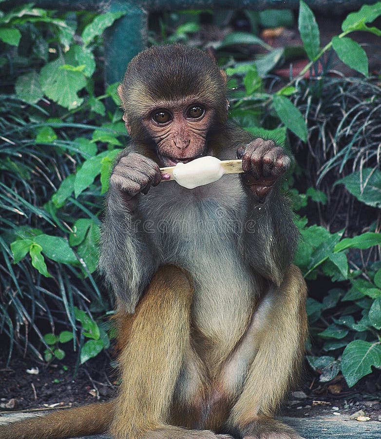 Litlle monkey ice stock image. Image of monkey, nepal - 97920253
