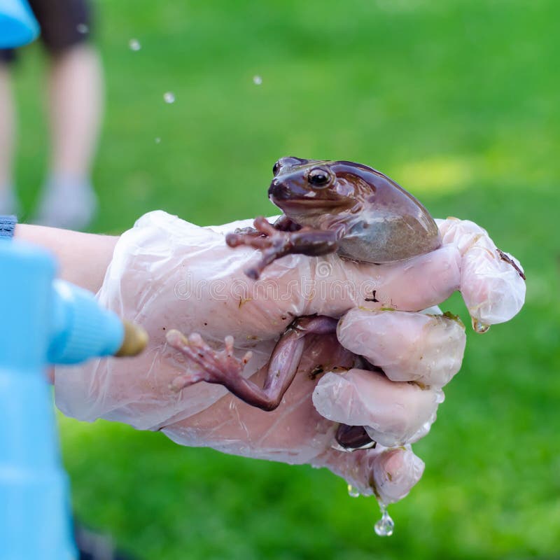 Litoria Caerulea the Australian Dumpy Tree Frog is Sitting on Gloved ...