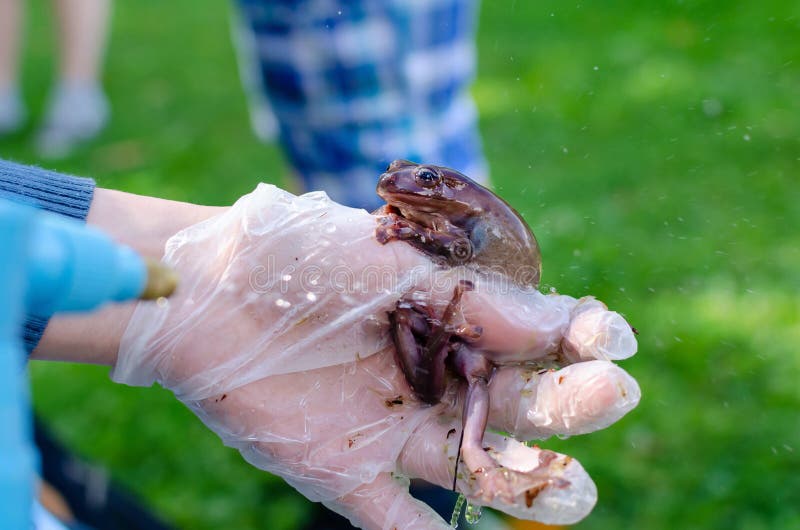 Litoria Caerulea the Australian Dumpy Tree Frog is Sitting on Gloved ...
