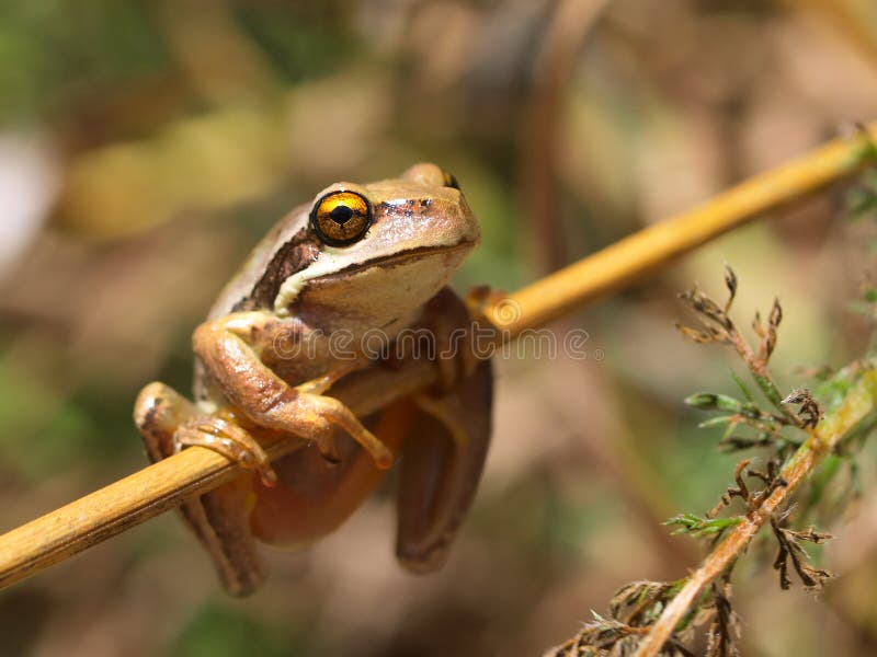 Southern Brown Tree Frog - Litoria Ewingi, Whistling Tree Frog or Ewing ...