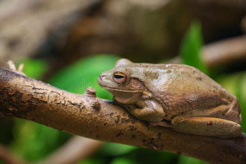 Litoria Frog stock photo. Image of litoria, eyes, brown - 64973982