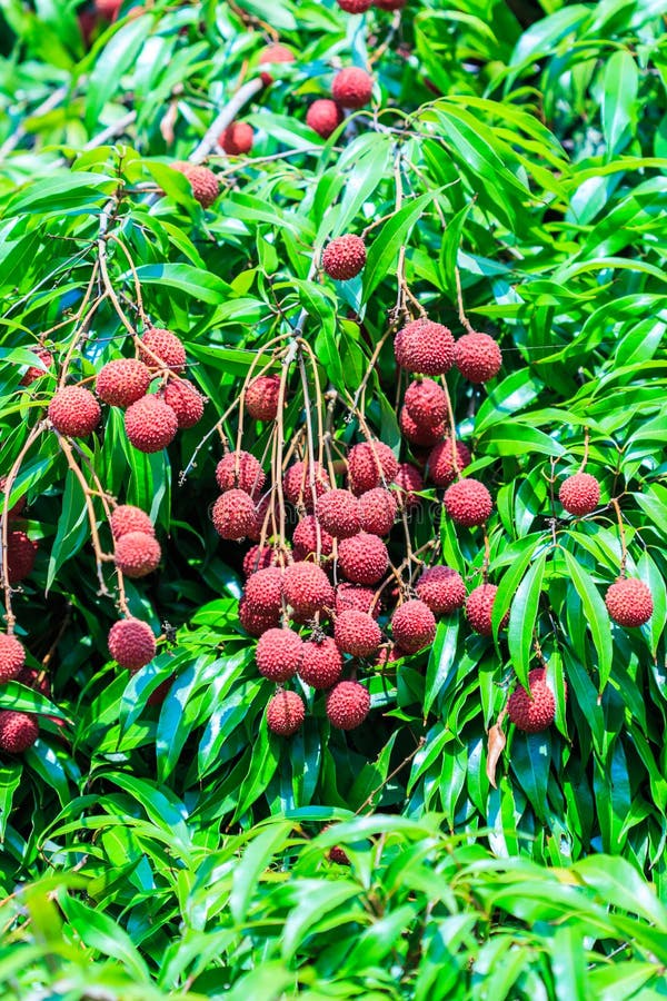 Litschi stockfoto. Bild von betrieb, diät, rosa, platz - 57964122