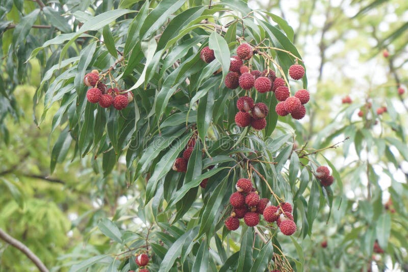 Eine Litschi Und Ein Blatt Der Frischen Frucht Auf Dem Litschibaum ...