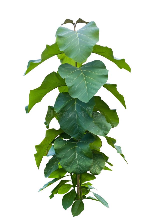 Teak Tectona Grandis Sagwan Sagaun Tree Stock Stock Image - Image of ...