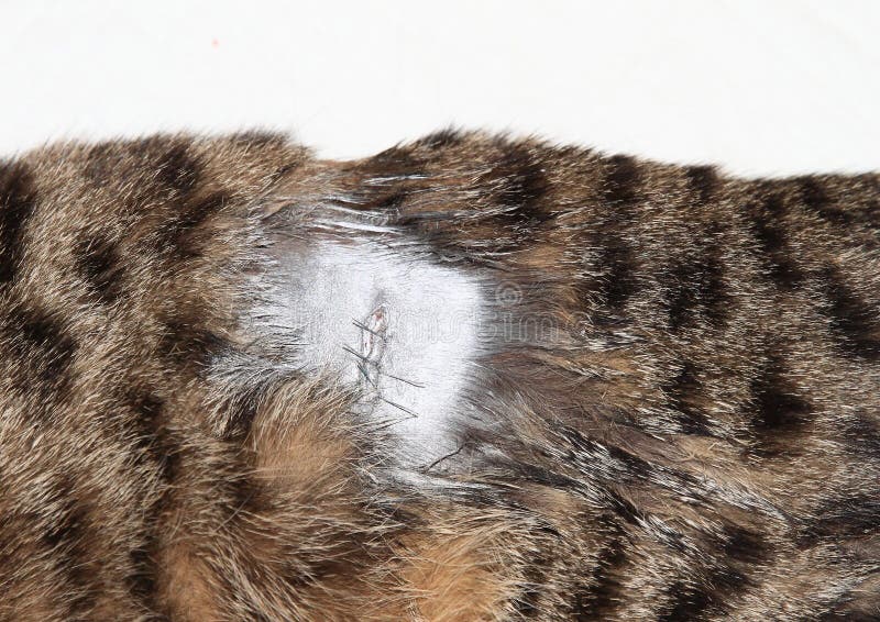 Litteken Met Steken Op De Pols Na Chirurgie De Breuk Van De Beenderen ...