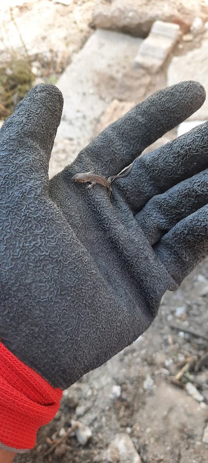 Geeko Stock Photos - Free & Royalty-Free Stock Photos from Dreamstime