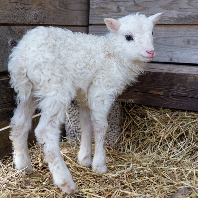 A Littel White Lamb Standing on Ones Own Stock Image - Image of lonely ...