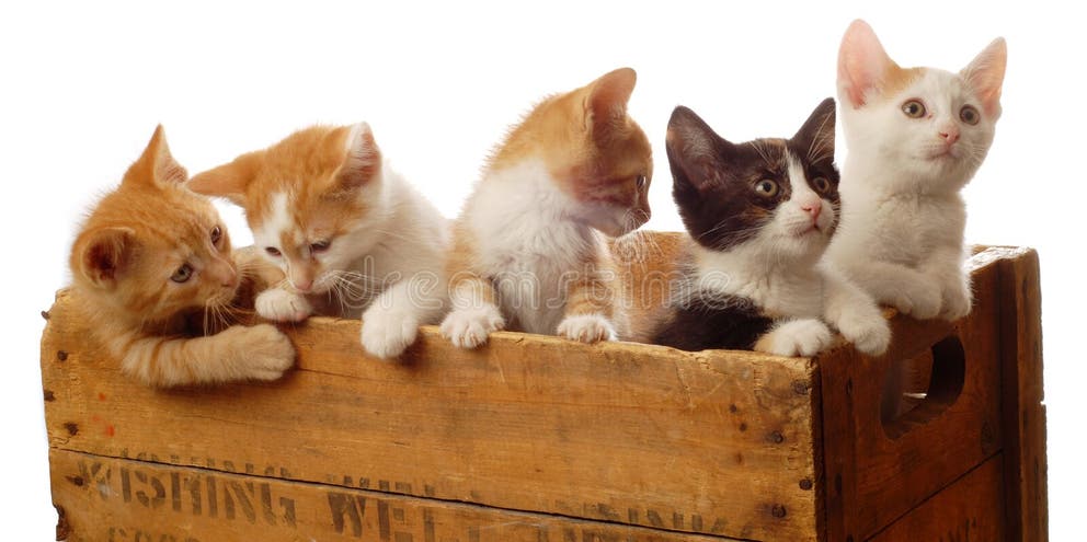 Litter of five kittens stock photo. Image of kitty, five - 5918762
