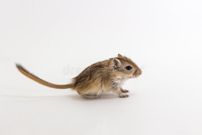 Litter Mongolian Gerbil, Desert Rat Stock Image - Image of mouse ...