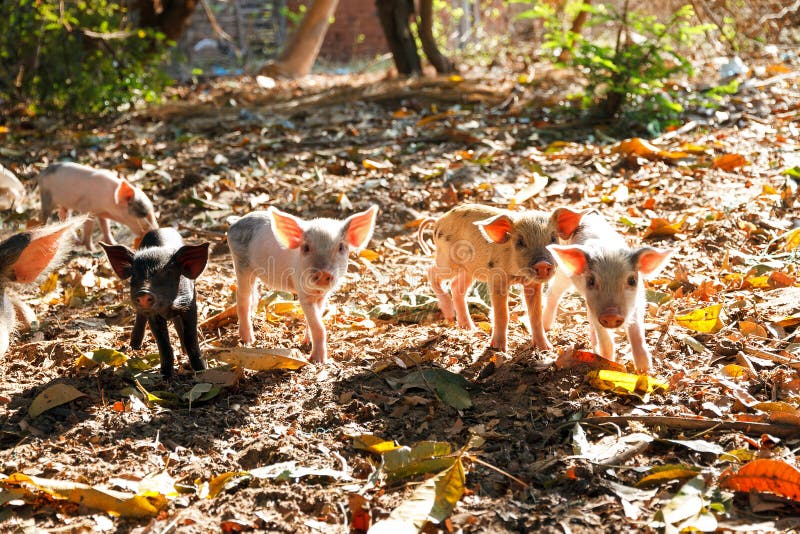 Litter of piglets stock image. Image of group, morning - 51190811