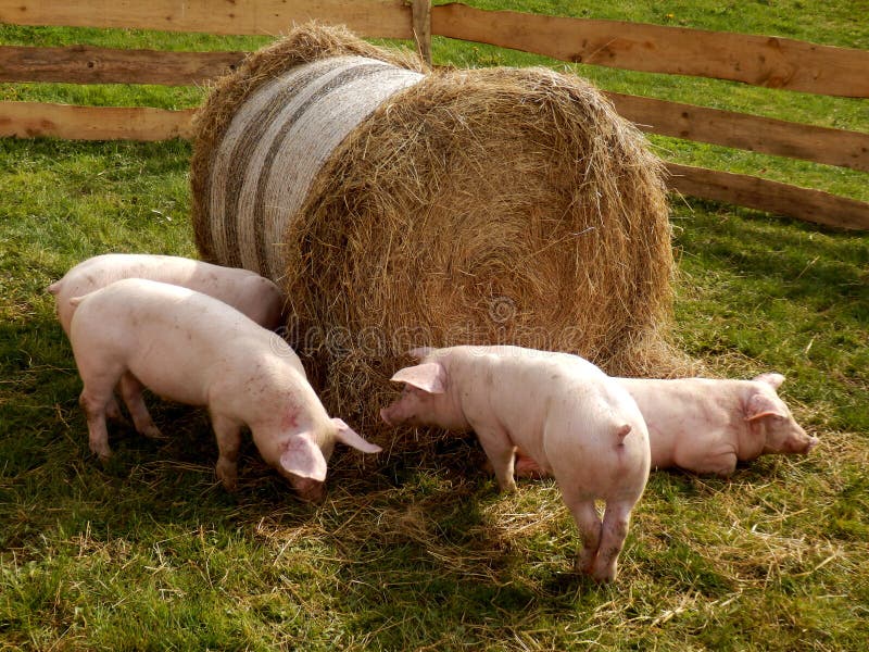 Happy Piglets stock photo. Image of piglets, crazy, pink - 8536196