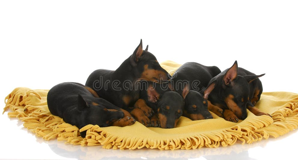 Litter of puppies stock image. Image of laying, blanket - 16882109
