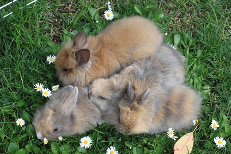 Rabbits stock image. Image of nest, rodent, rabbits, rabbit - 40289433