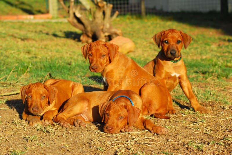 Liver Nose Rhodesian Ridgeback Puppy Stock Photo - Image of brown ...