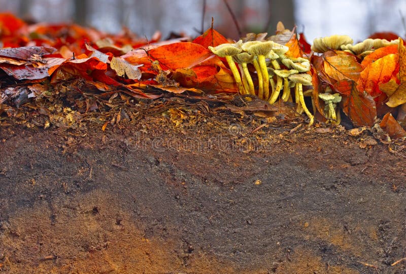 Litter and Topsoil of a Cambisol in Northern Germany Stock Photo ...
