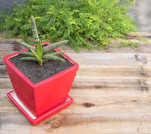 Littile Tree in Red Pod on Wood Table Stock Image - Image of blossom ...