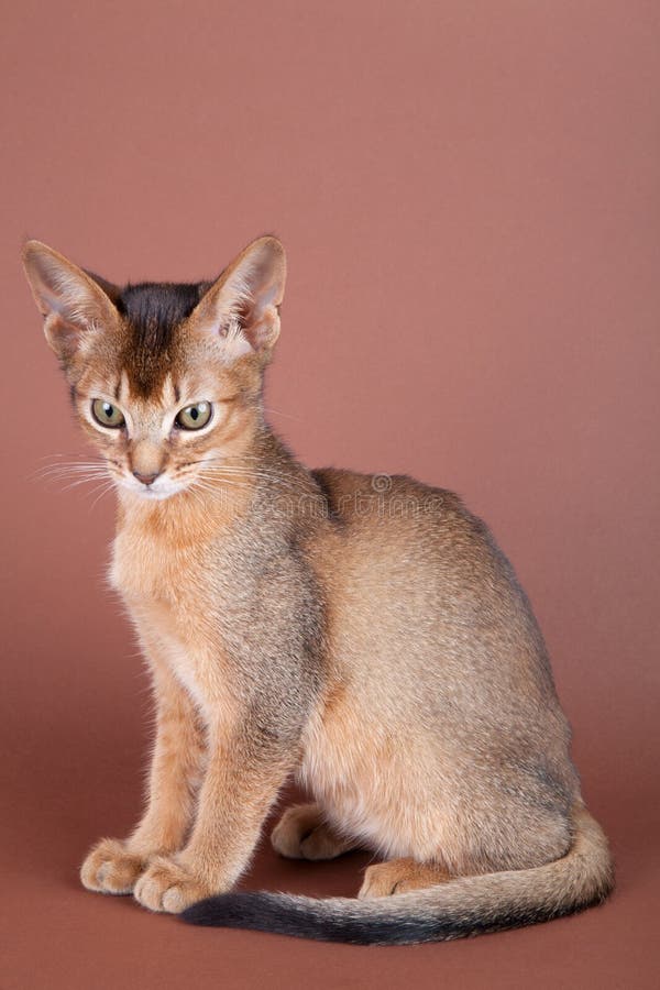 An Little Abyssinian Ruddy Cat, Kitty Stock Photo - Image of beasts ...