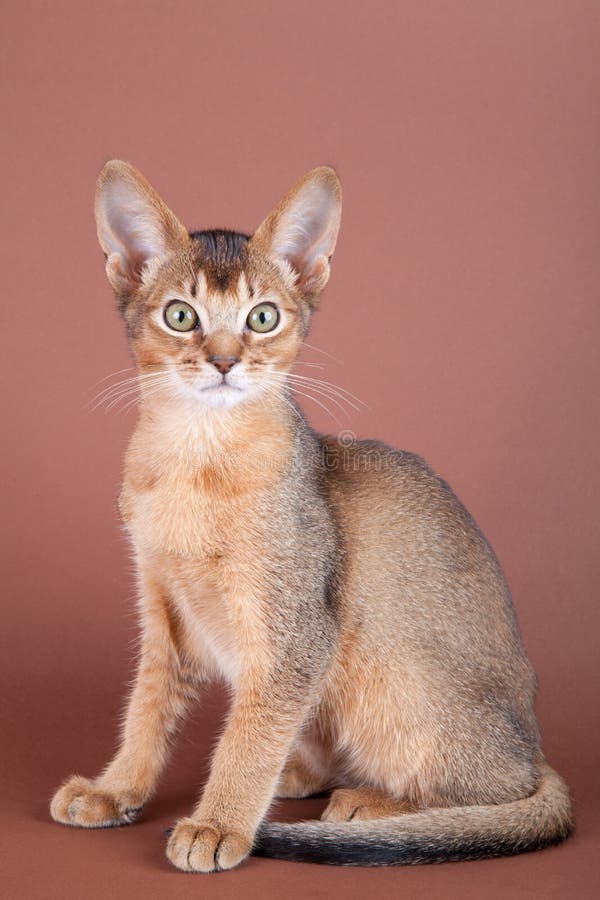 An Little Abyssinian Ruddy Cat, Kitty Stock Photo - Image of domestic ...