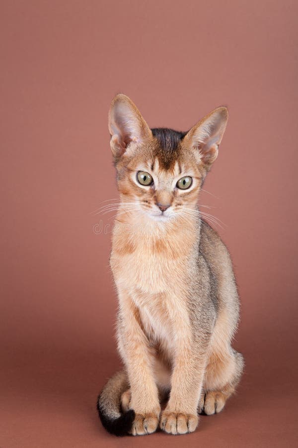 An Little Abyssinian Ruddy Cat, Kitty Stock Photo - Image of male ...