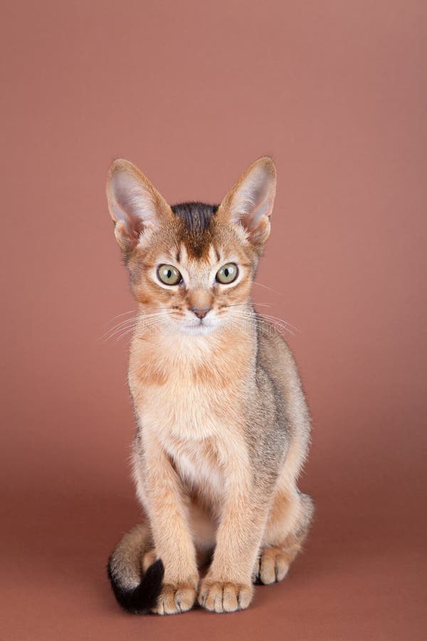 An Little Abyssinian Ruddy Cat, Kitty Stock Image - Image of little ...